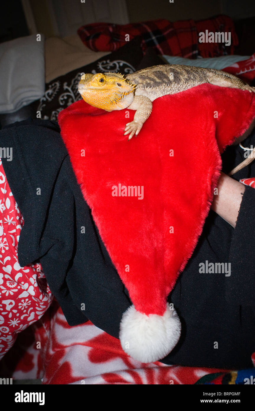 Cap lizard hi-res stock photography and images - Alamy