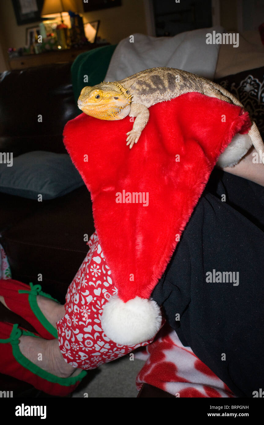 Lizard on red Christmas hat cap Stock Photo - Alamy