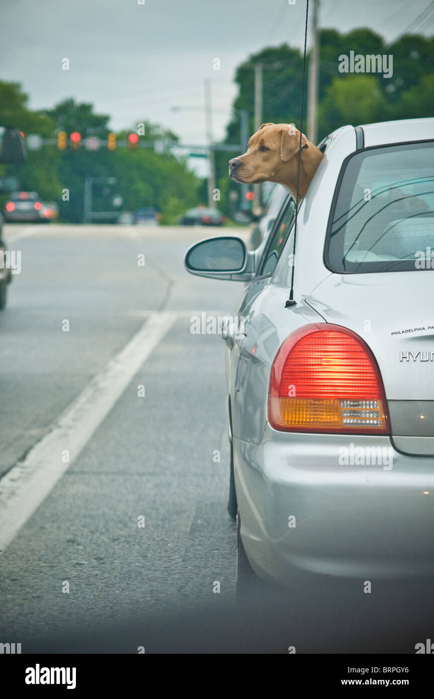 Car rear view red stop light Stock Photo - Alamy