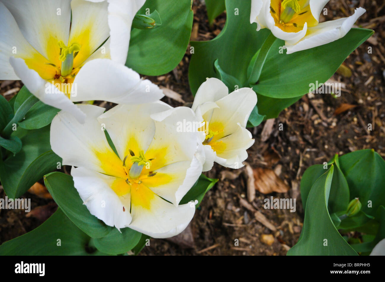close up open tulips Stock Photo - Alamy