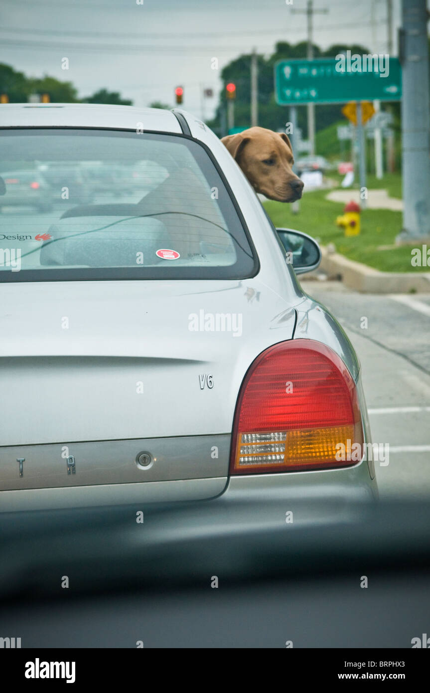 Car rear view red stop light Stock Photo - Alamy