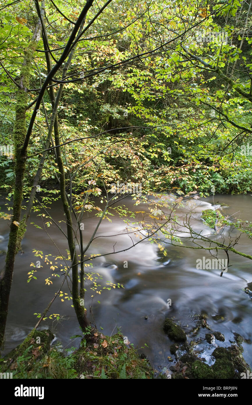 River dove hi-res stock photography and images - Alamy
