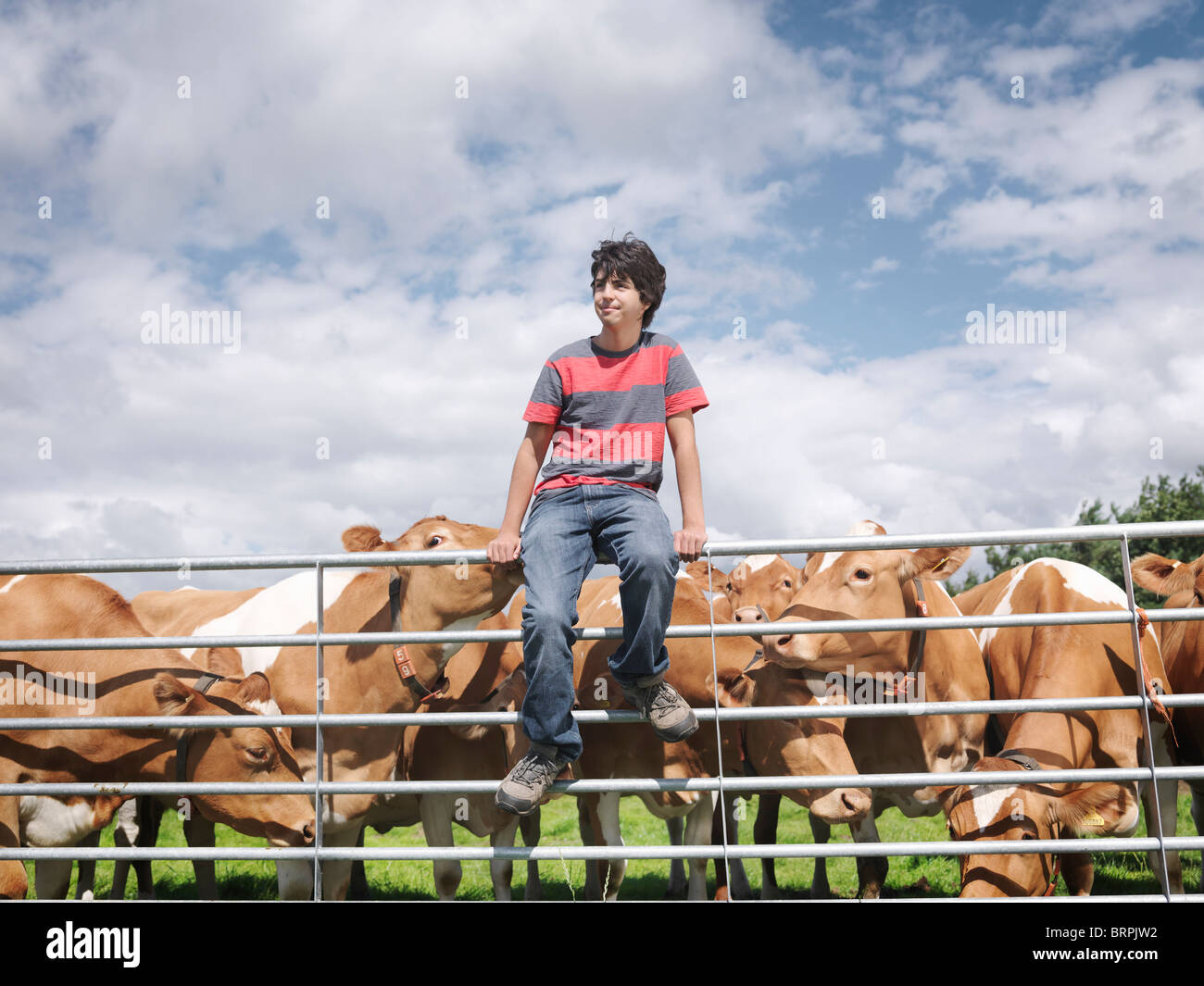 Boy and cow hi-res stock photography and images - Alamy