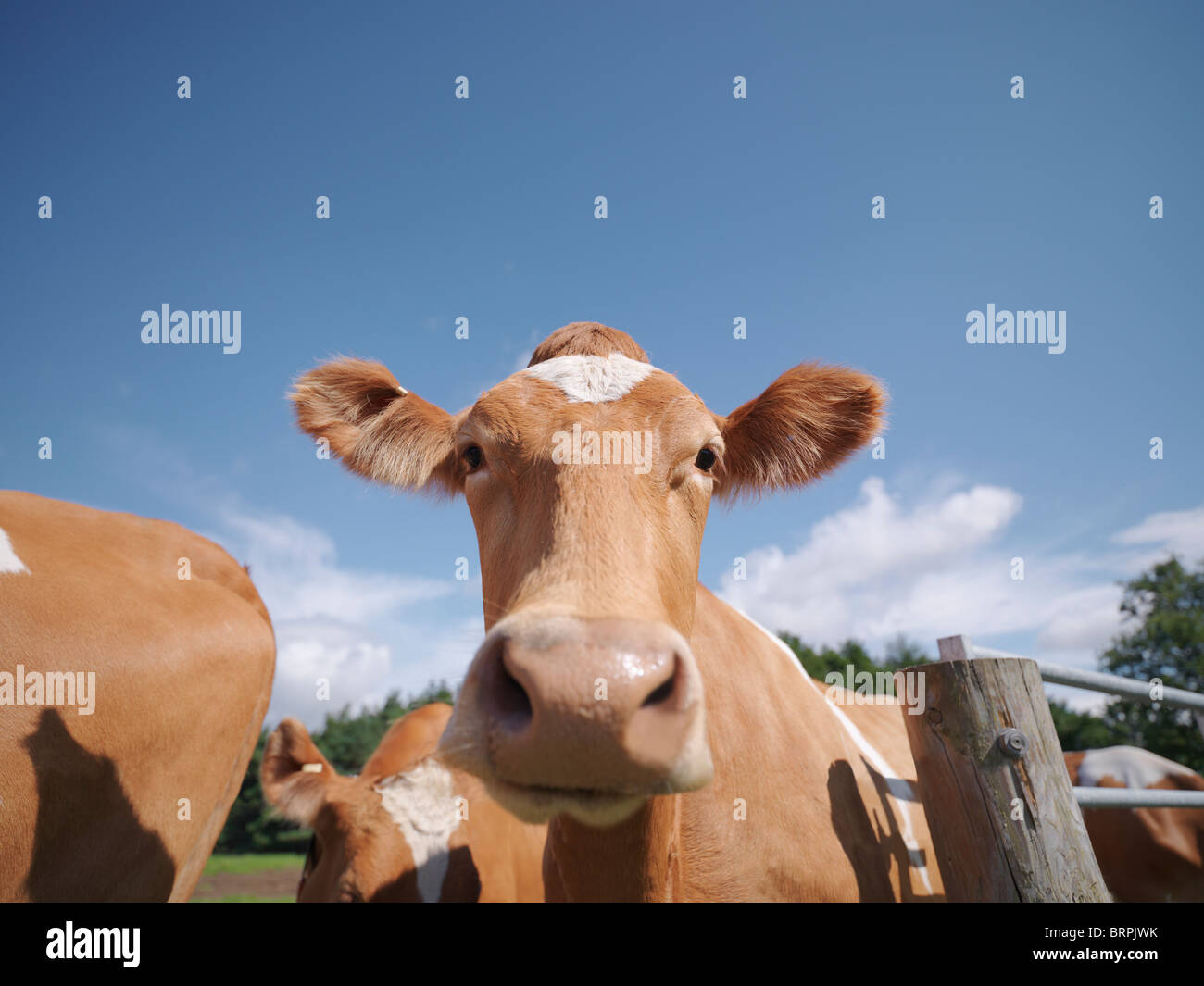 Cow Face Stock Photos & Cow Face Stock Images - Alamy