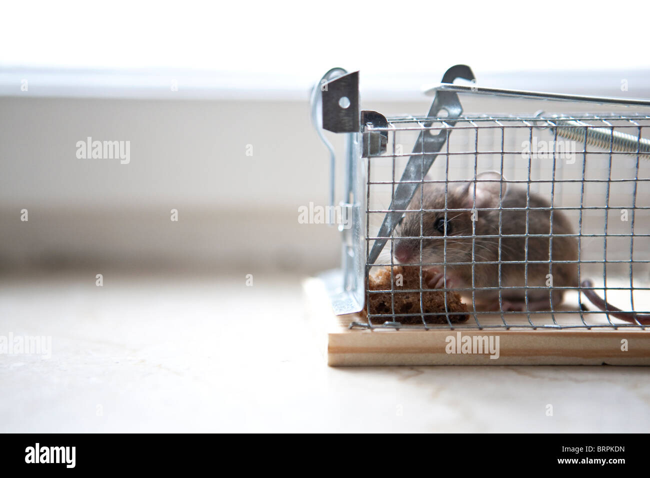 Mouse in trap Stock Photo - Alamy