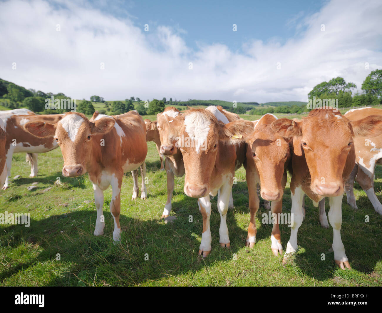 Guernsey calves hi-res stock photography and images - Alamy
