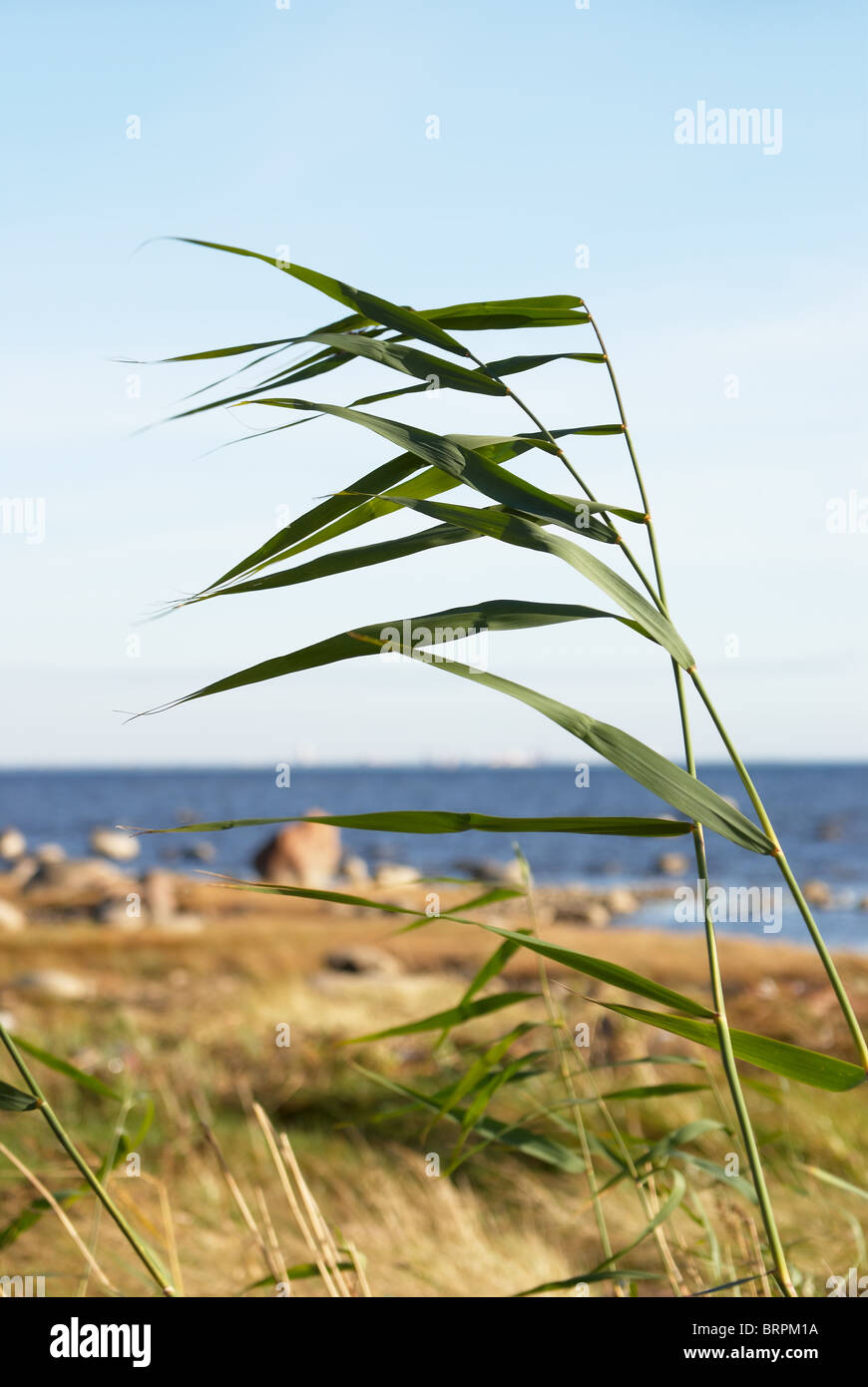 Sea bank grass hi-res stock photography and images - Alamy