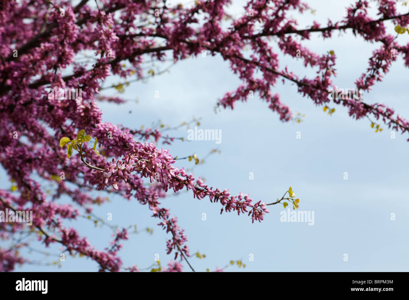 Pink blossom at Palatine Hill, Rome, Italy Stock Photo - Alamy