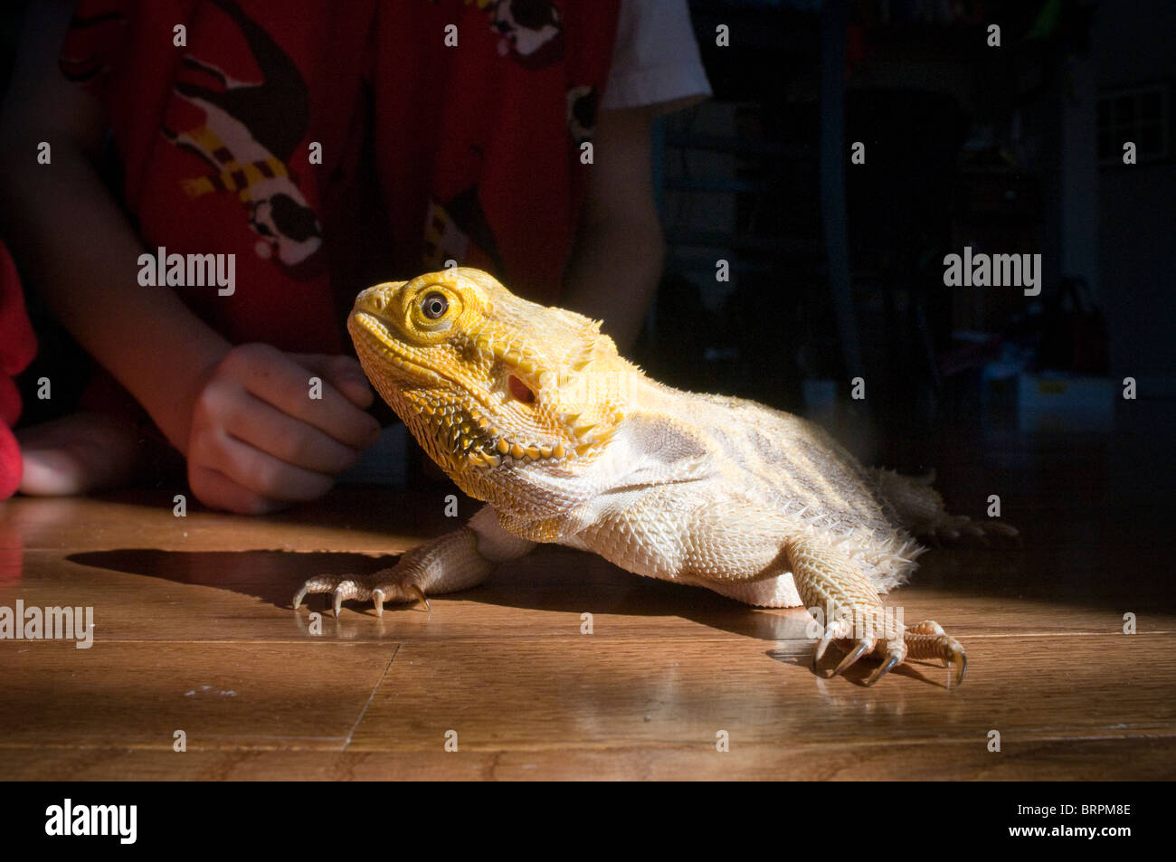 Families pet lizard Stock Photo - Alamy