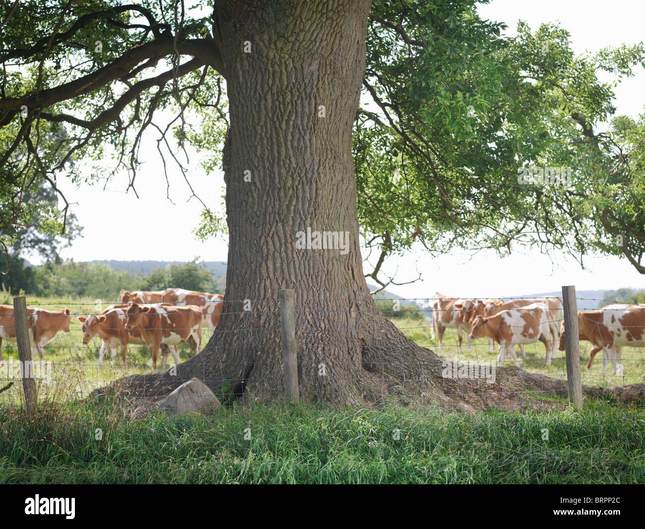 Calf by barbed wire fence calf by barbed wire fence hi-res stock ...