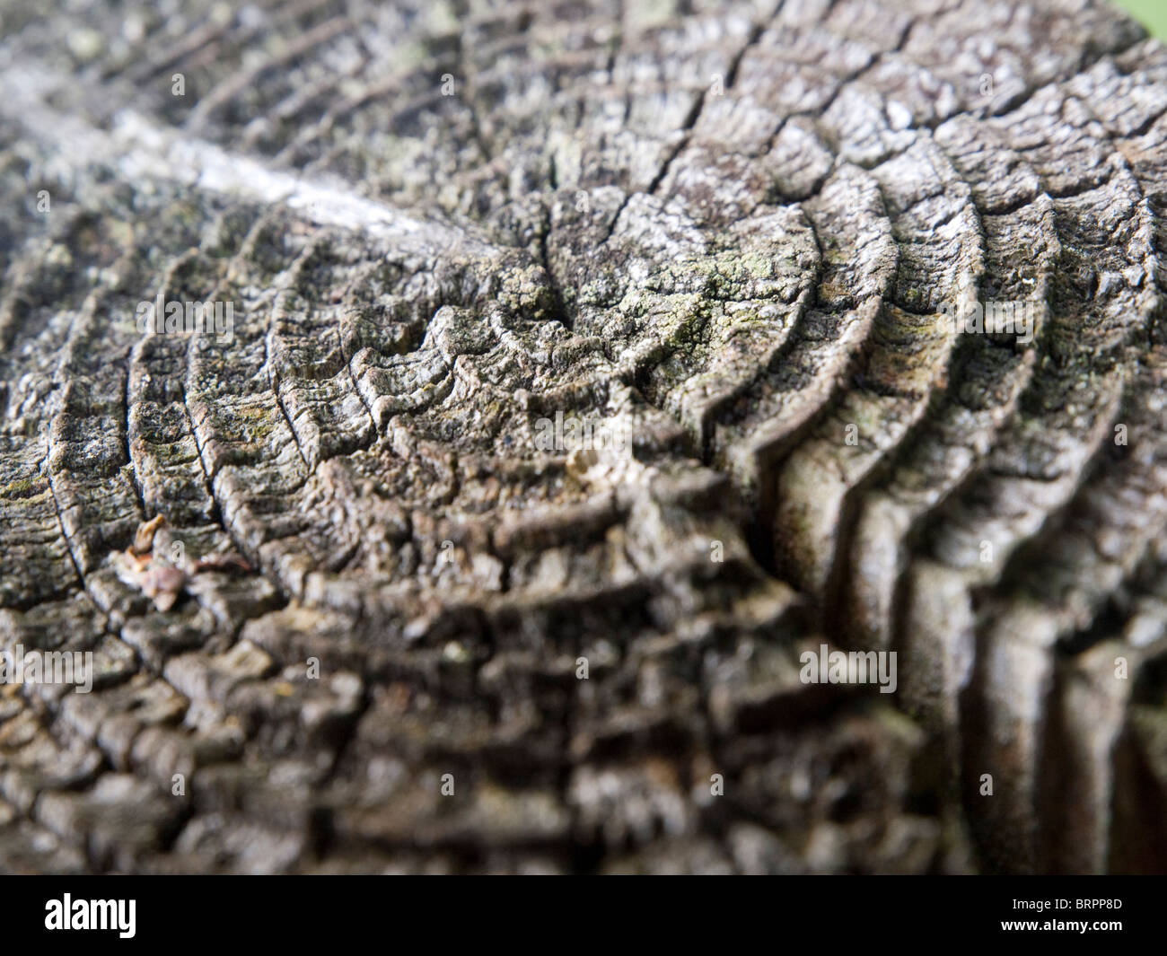 Close up of a tree stump Stock Photo - Alamy