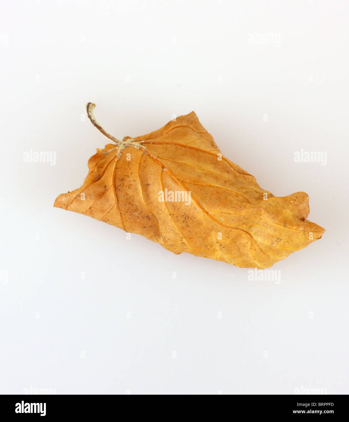 A dead leaf of a tree Stock Photo - Alamy