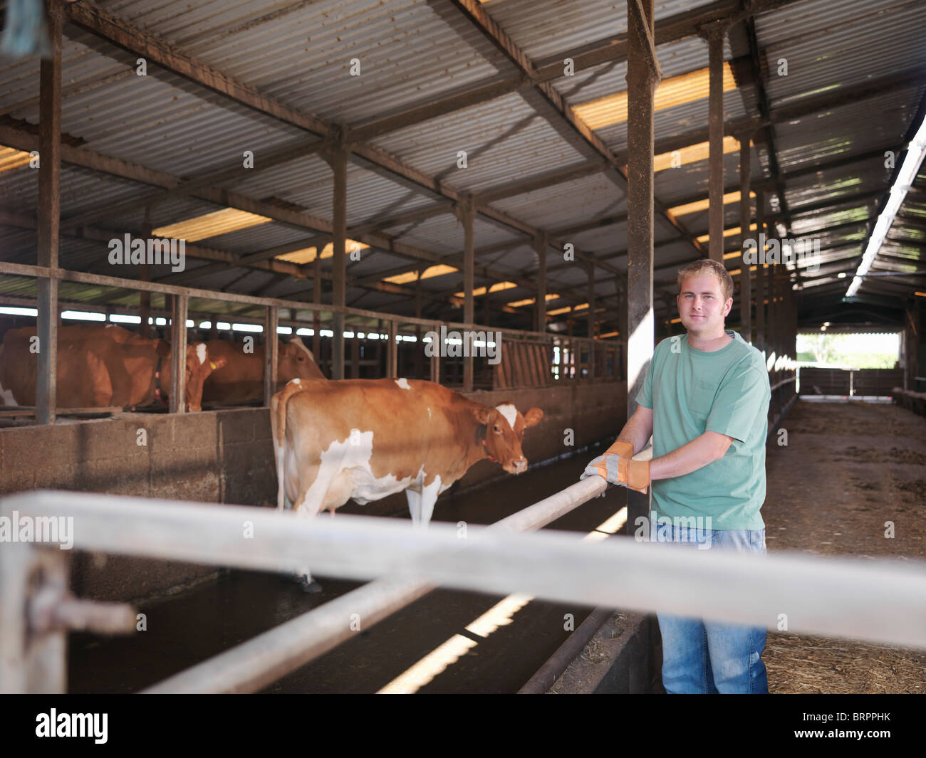 Milking farmer hi-res stock photography and images - Alamy