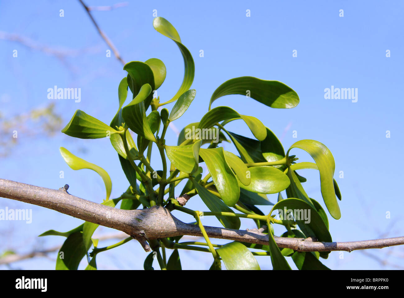 Mistel - mistletoe 17 Stock Photo - Alamy