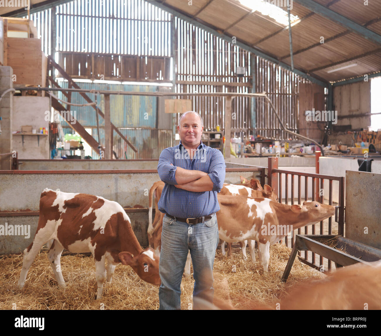 Farmer And Calf High Resolution Stock Photography and Images - Alamy
