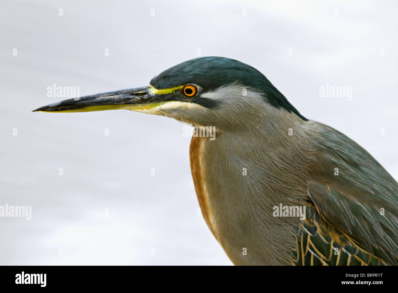 Striated Heron (Butorides striata) Mangrove Heron, Little Heron, Green ...