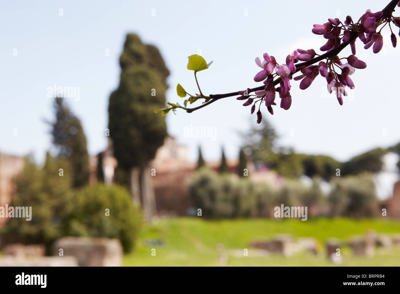 Pink blossom at Palatine Hill, Rome, Italy Stock Photo - Alamy