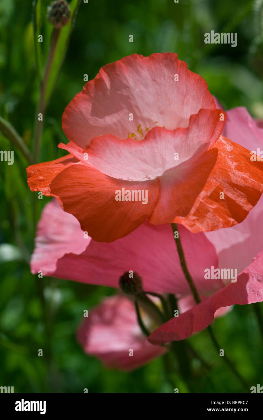 Poppy shape hi-res stock photography and images - Alamy