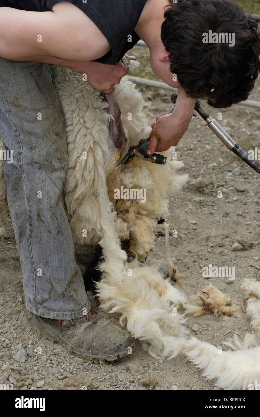 Sheep being dagged Stock Photo - Alamy