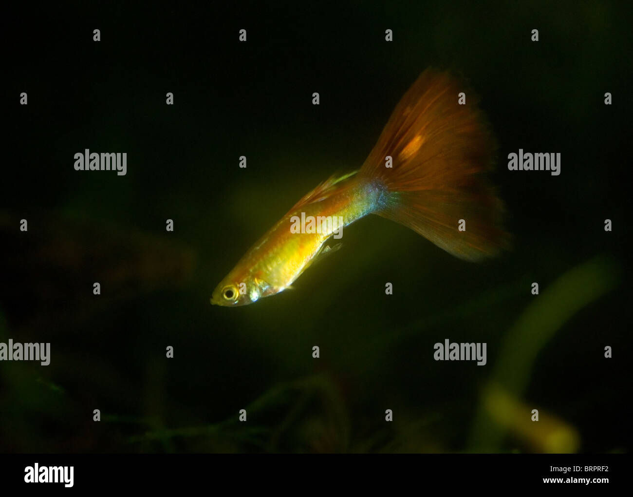 Guppy fish hi-res stock photography and images - Alamy