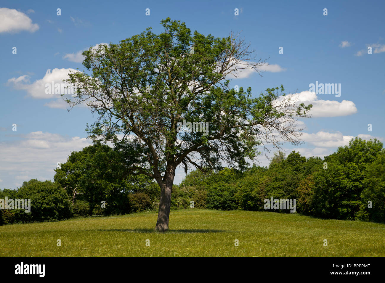 Common Ash (Fraxinus Excelsior Stock Photo - Alamy
