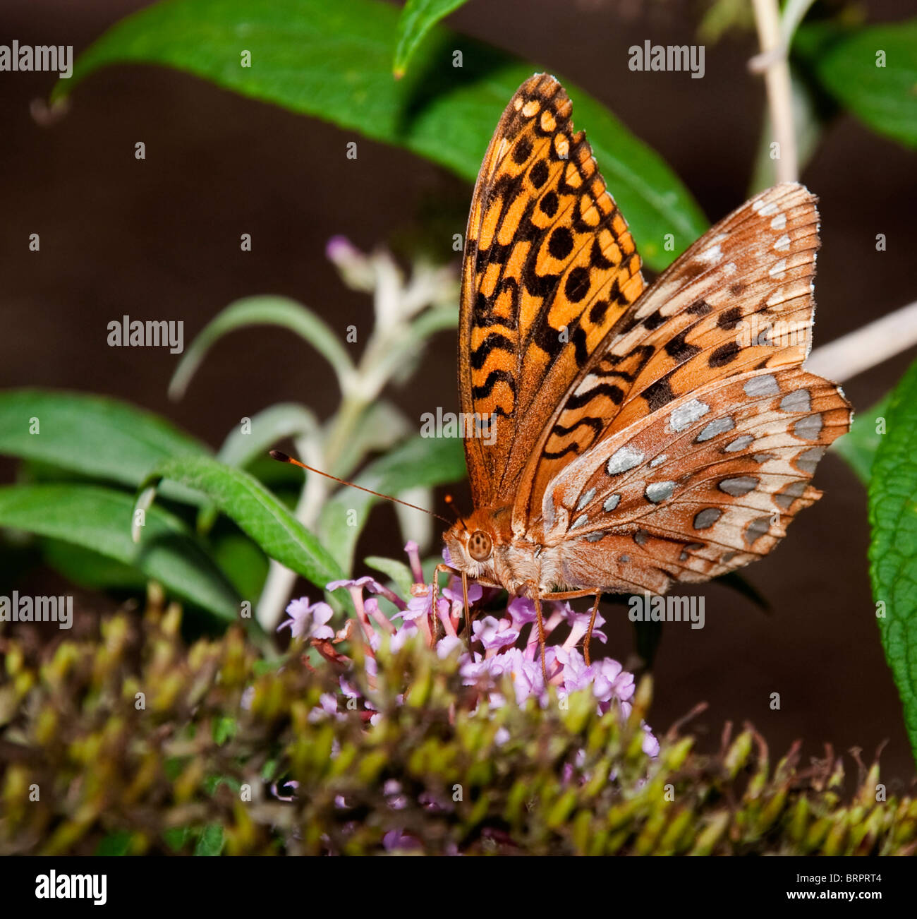 Beautiful Butterfly eating Nectar Stock Photo - Alamy