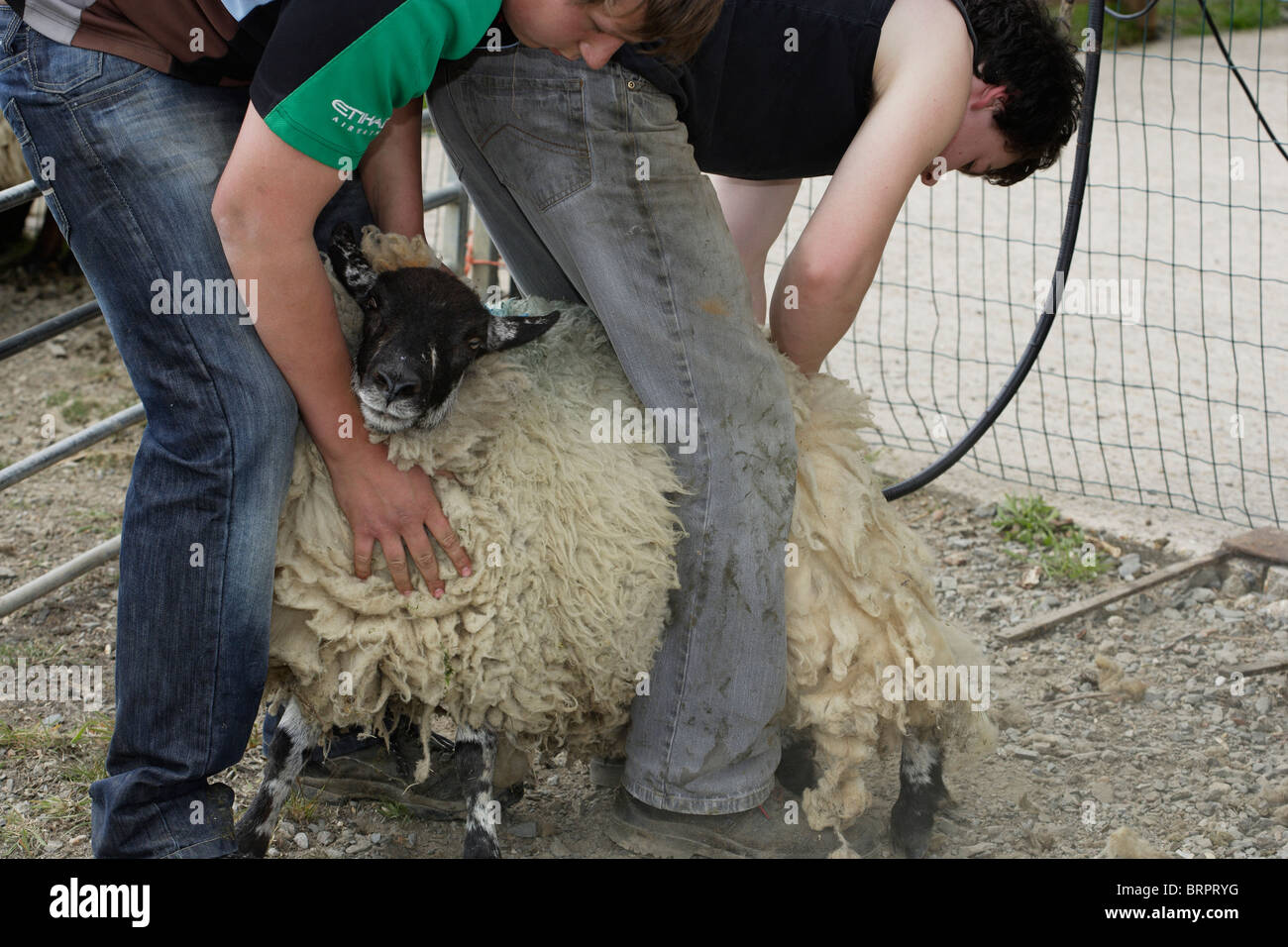 Dagging hi-res stock photography and images - Alamy