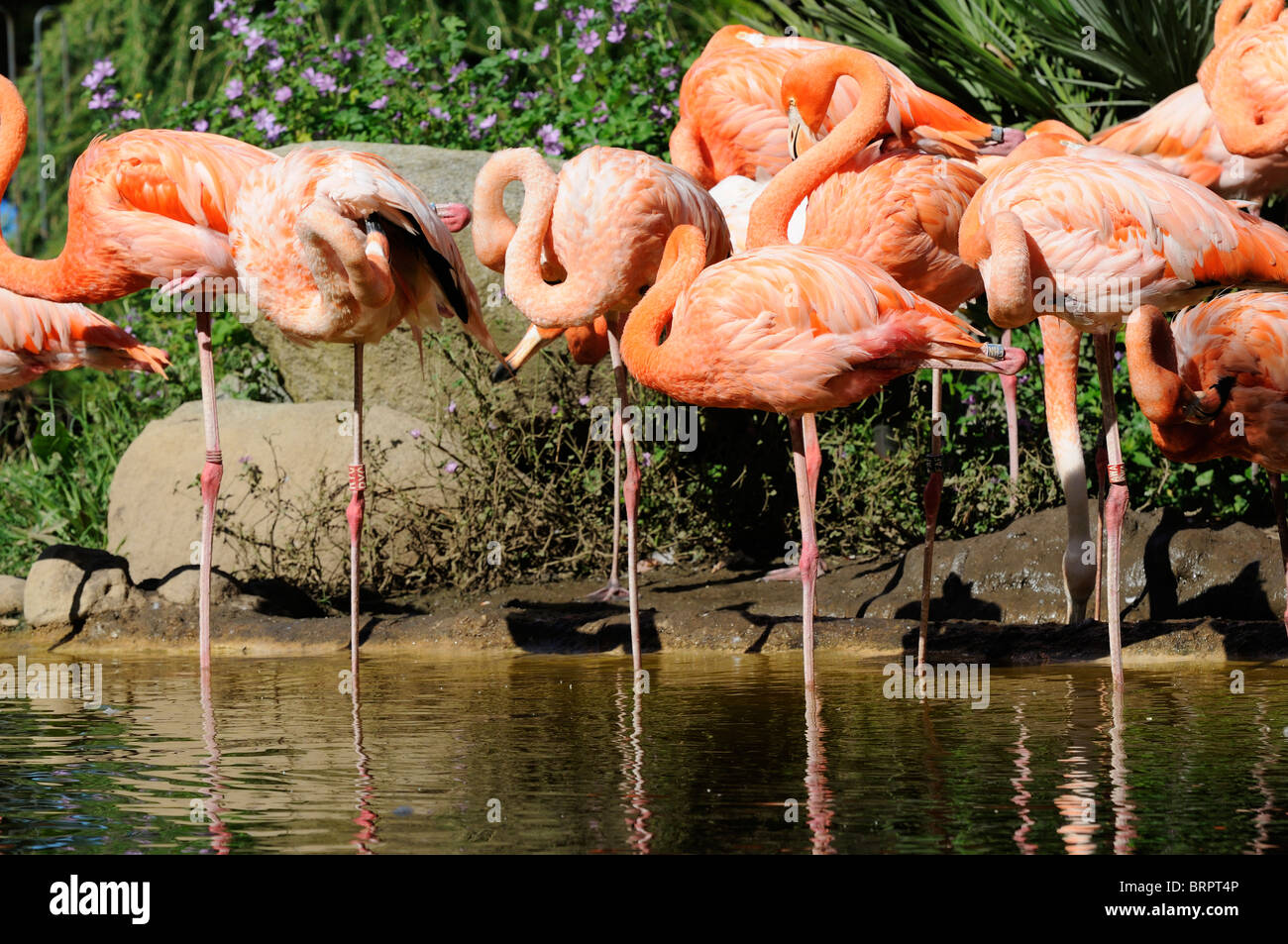 Zoo stock photo hi-res stock photography and images - Alamy