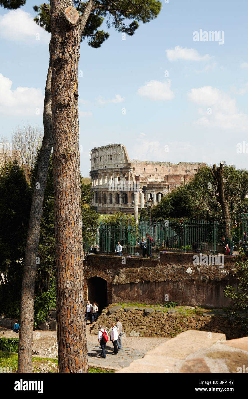 Stone Pine Tree and view to the Colosseum at Palatine Hill, Rome, Italy ...