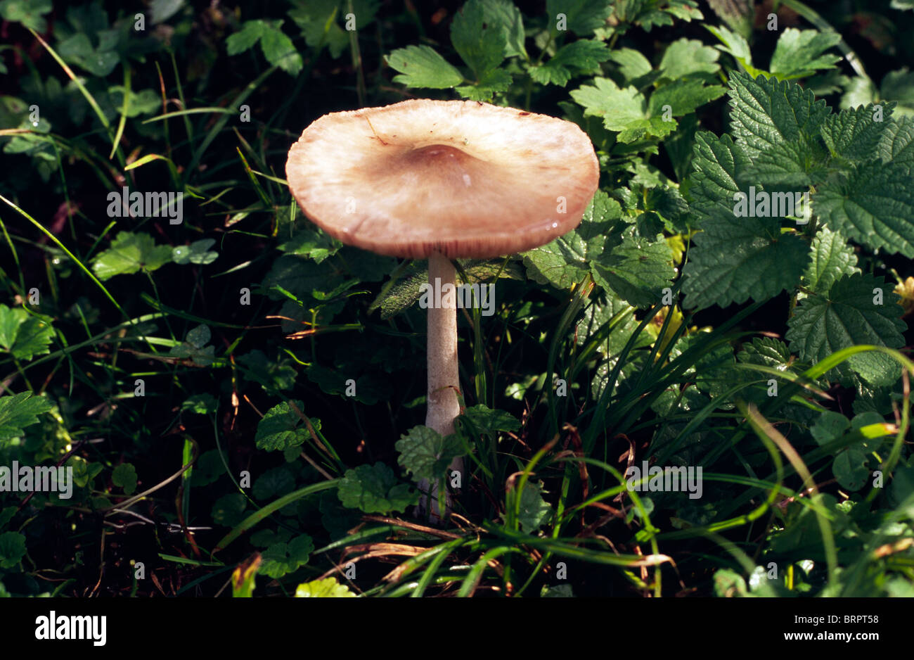 Wild fungi in field Stock Photo - Alamy