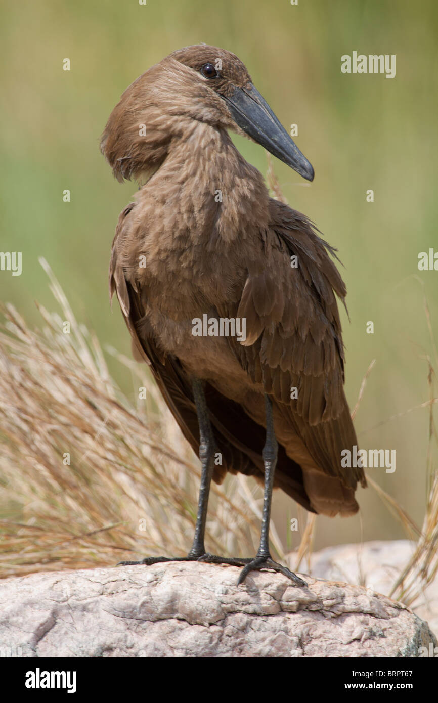 Hamerkop (Scopus umbretta), Hammerkop, Hammerkopf, Hammerhead ...