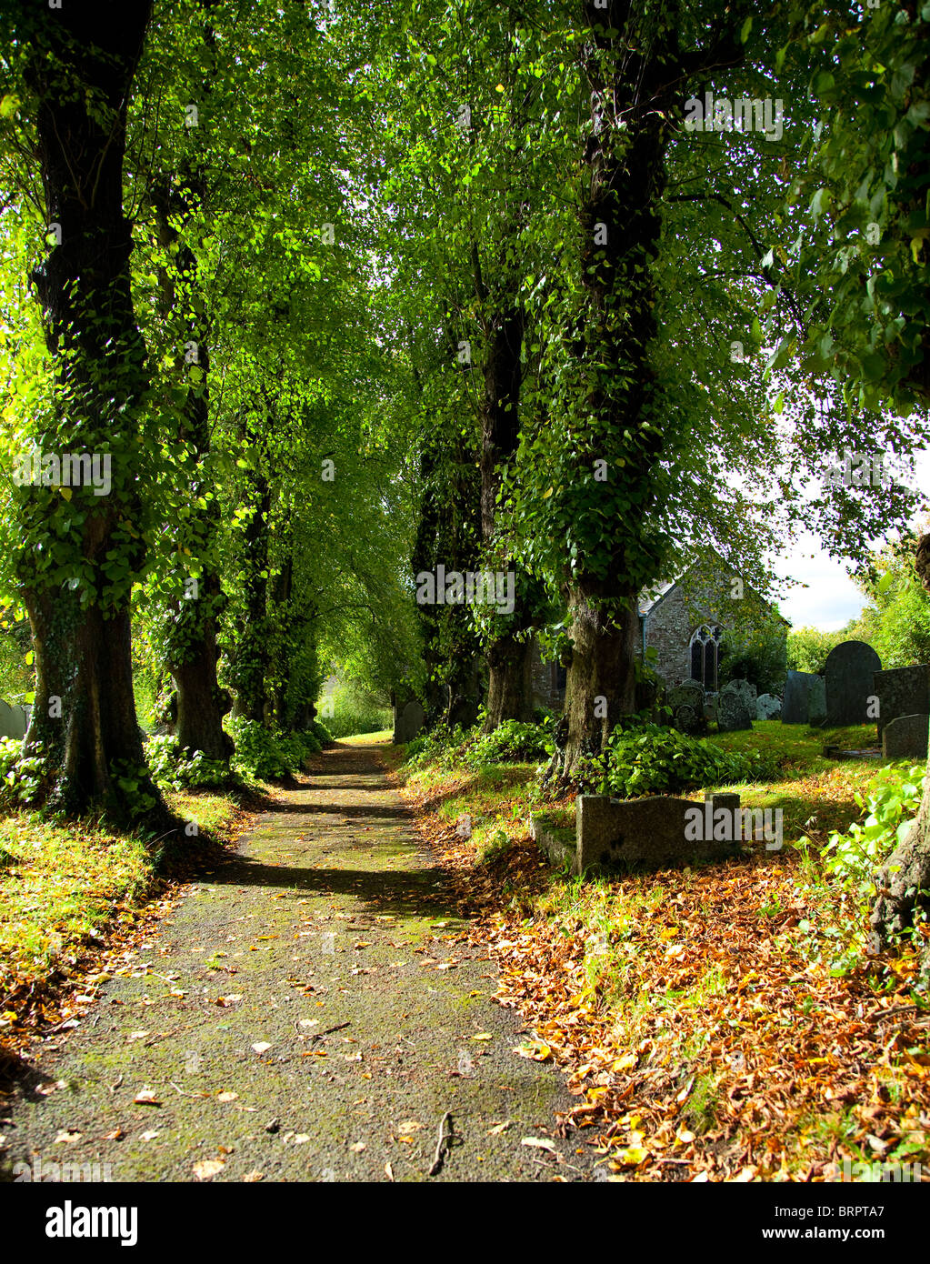Avenue of lime trees hi-res stock photography and images - Alamy