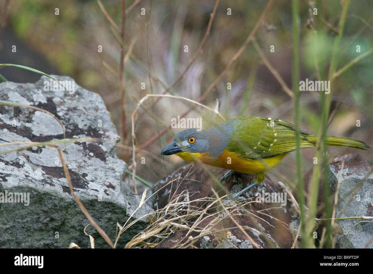 Grey-headed Bushshrike (Malaconotus blanchoti) Kruger National Park ...