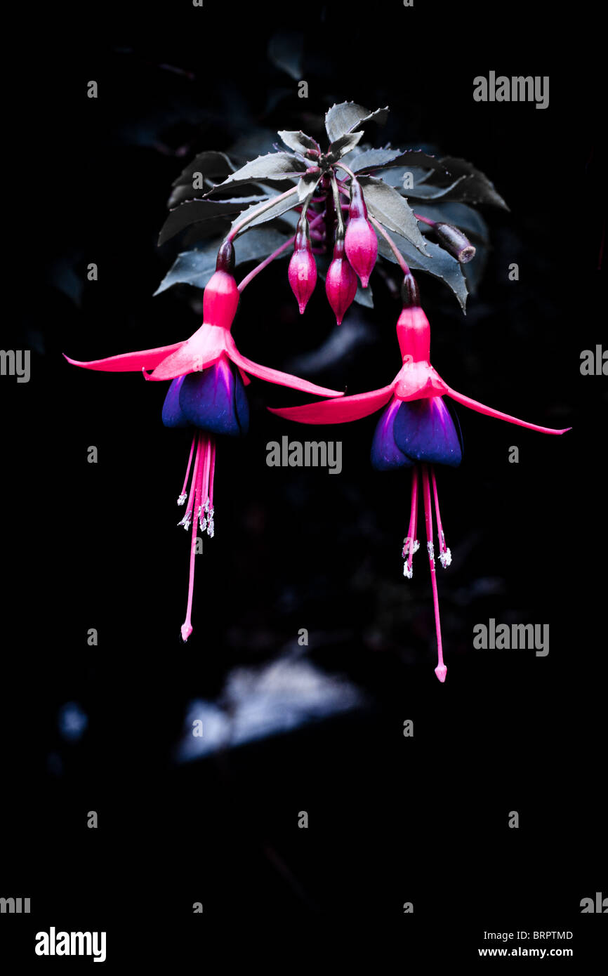 Ballerina in black dancing hi-res stock photography and images - Alamy