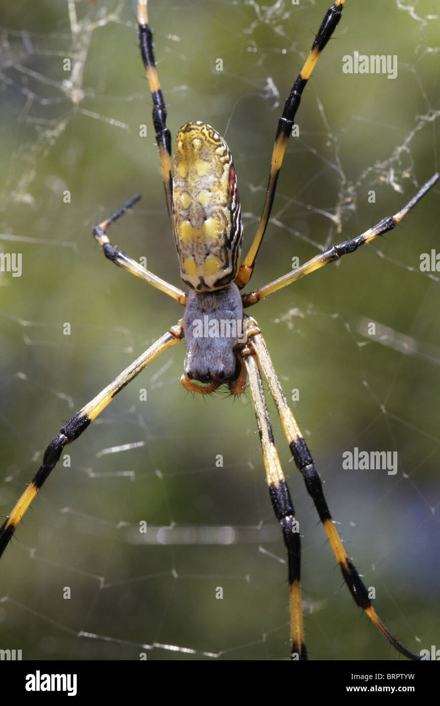 Male Nephila Clavata