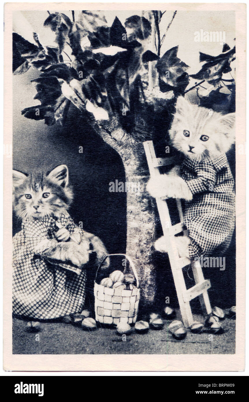 Kittens dressed as people gather nuts from the tree Stock Photo - Alamy