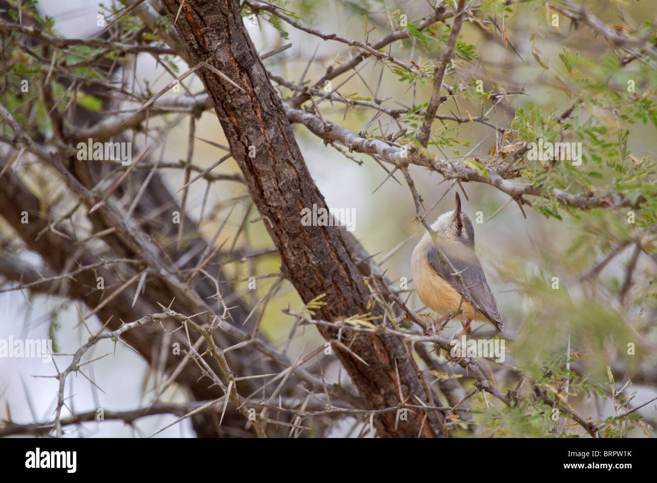 African woodland birds hi-res stock photography and images - Alamy