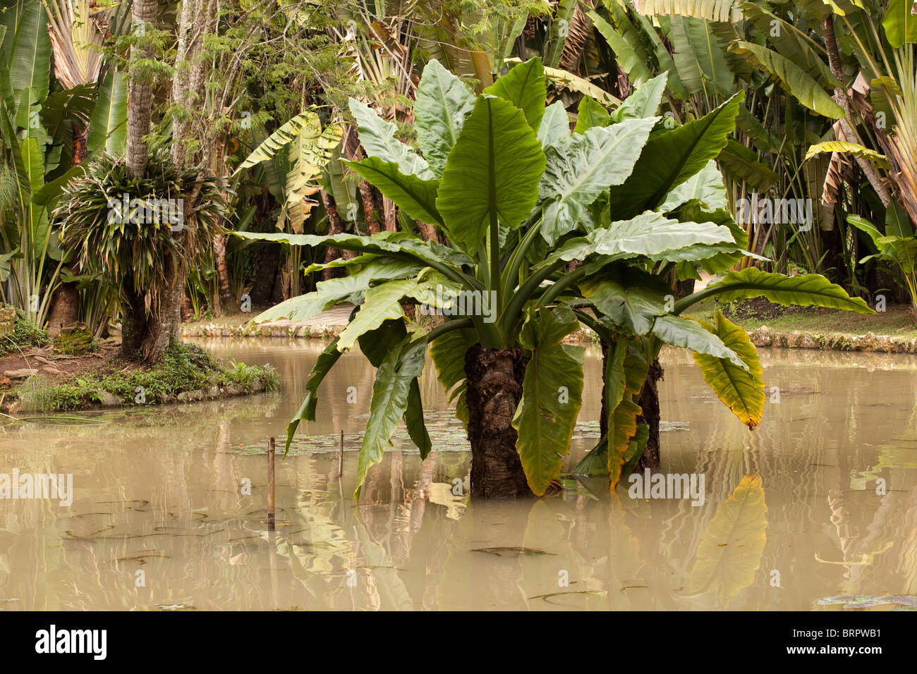 Rio de Janeiro: Botanical Gardens: Pond and Tropical Plants Stock Photo ...