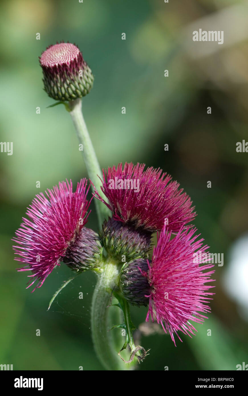 Rivulare atropurpureum hi-res stock photography and images - Alamy