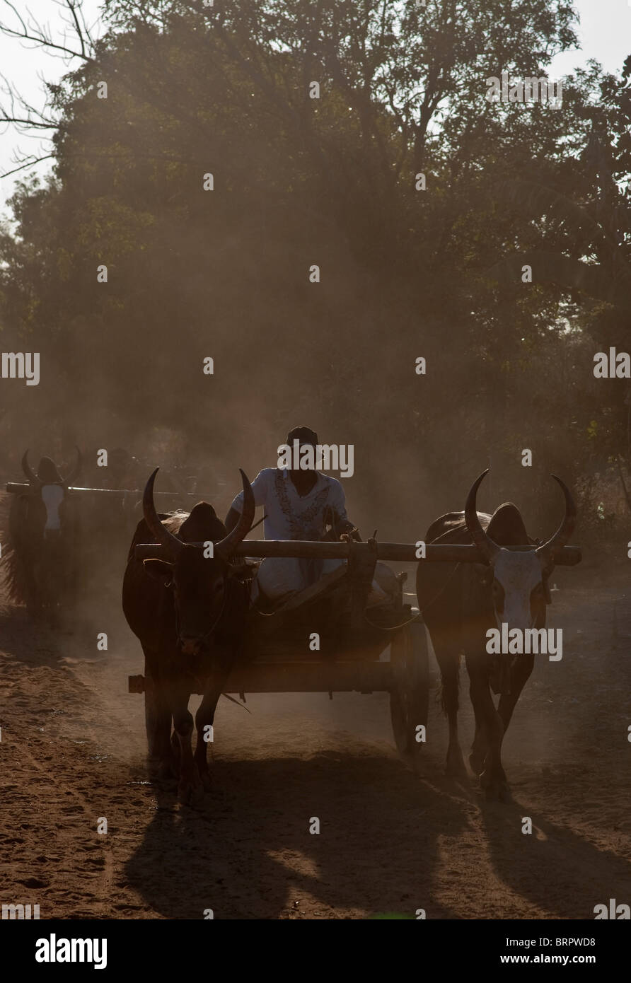 African ox cart hi-res stock photography and images - Alamy
