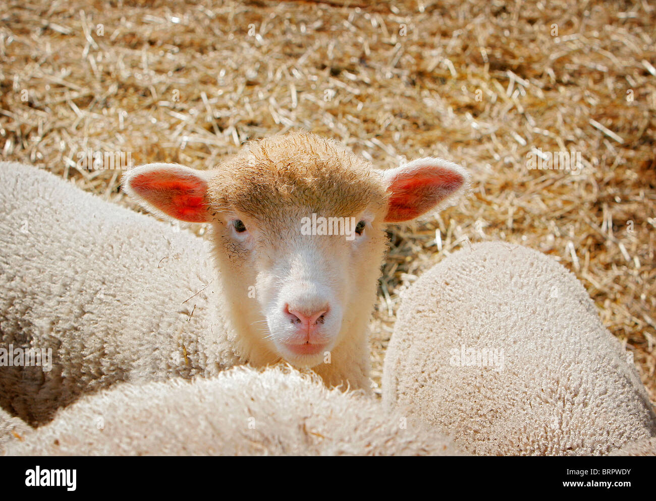 Peeking over grass hi-res stock photography and images - Alamy