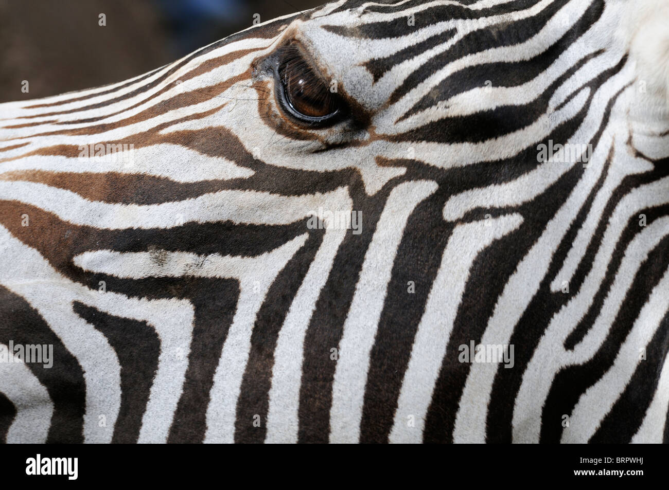 Stock photo of Zebras at La Palmyre zoo in France Stock Photo - Alamy