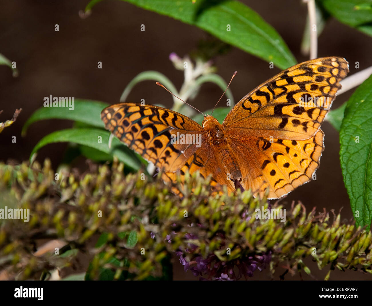 Butterfly eating nectar hi-res stock photography and images - Alamy