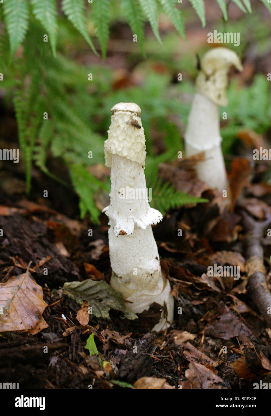 Stinkhorn phallaceae mushroom hi-res stock photography and images - Alamy