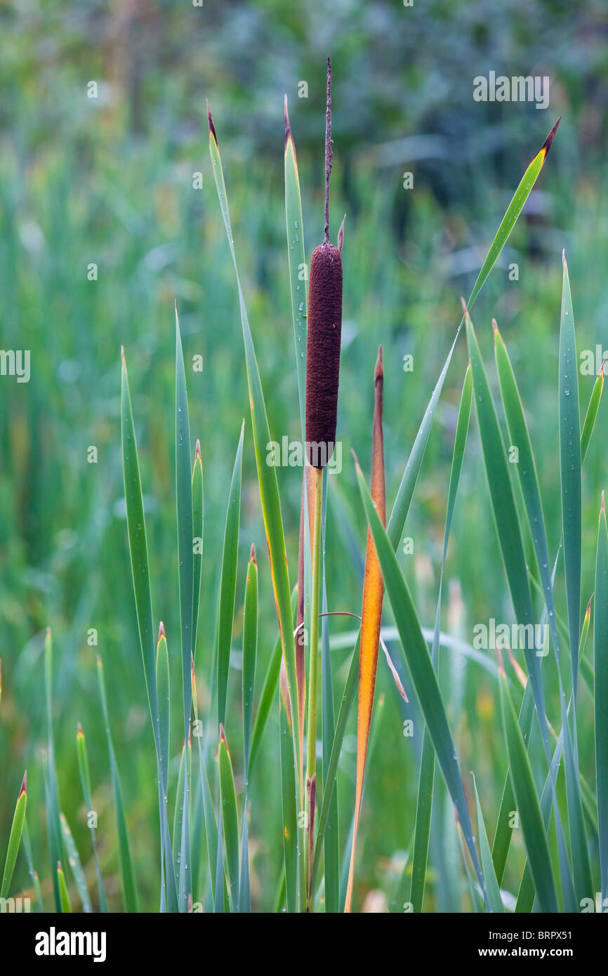 Common Reedmace Typha latifolia, Kent, UK, autumn Stock Photo - Alamy