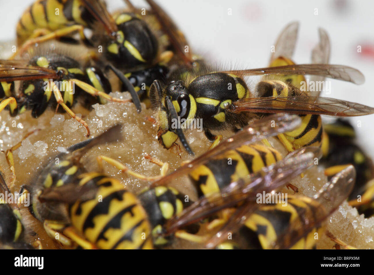 Vespula germanica, the German wasp or European wasp, eating honey Stock ...