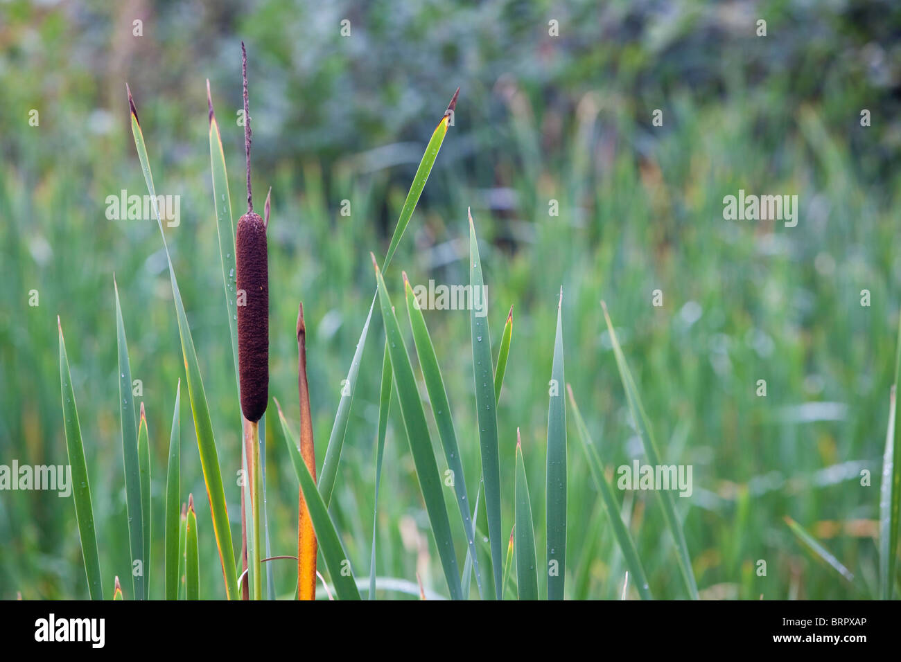 Bed Of Typha Latifolia High Resolution Stock Photography and Images - Alamy