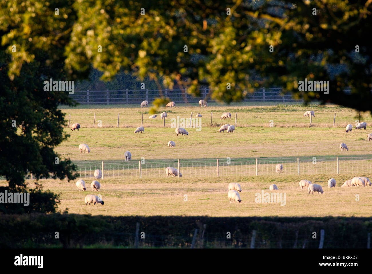 Sheep lamb kent england hi-res stock photography and images - Alamy