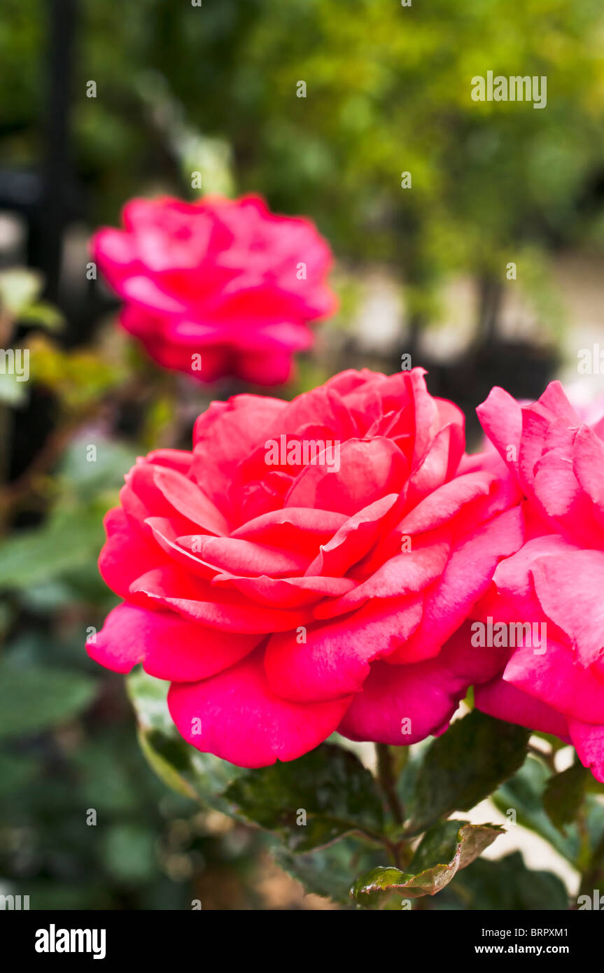 Rose my lovely dad hi-res stock photography and images - Alamy