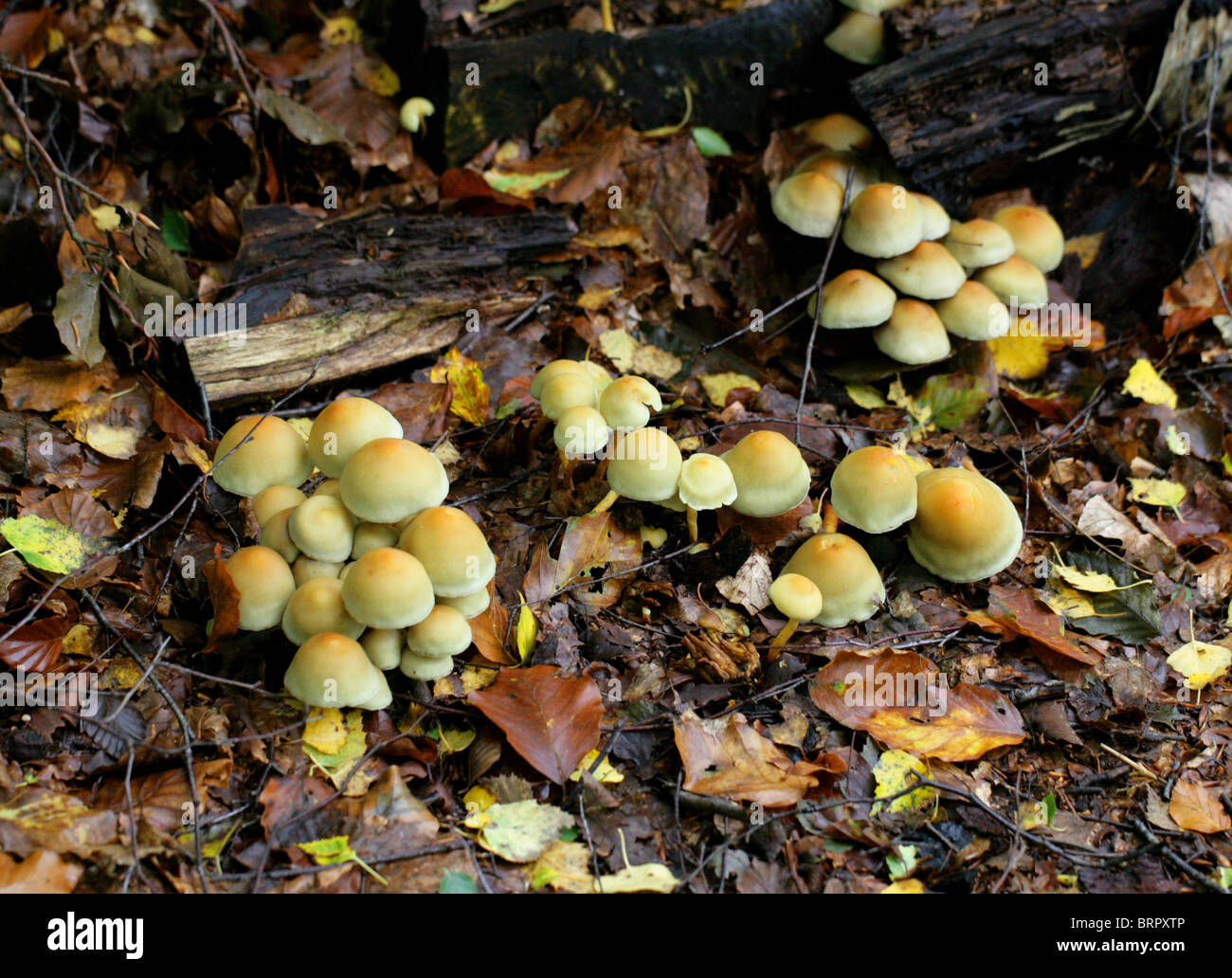 Sulphur Tuft Fungus, Hypholoma fasciculare, Strophariaceae Stock Photo ...